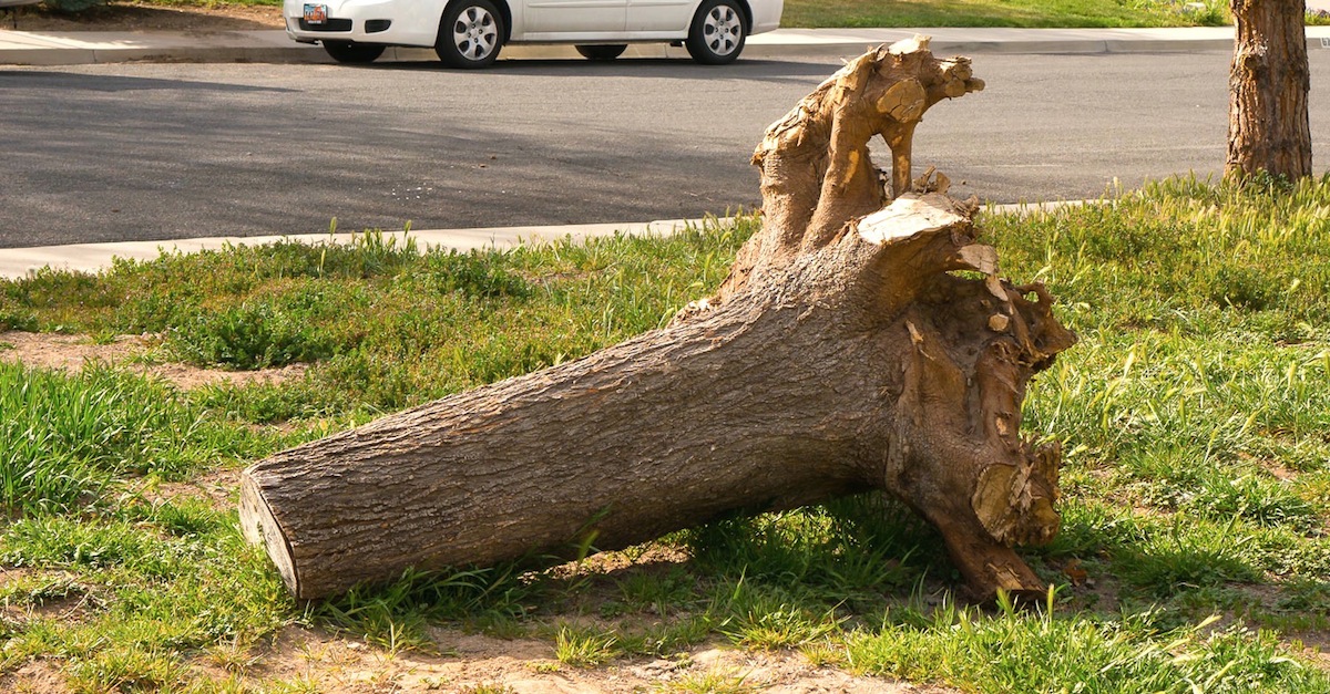 He Was Going To Haul Off This Old Stump, Until He Decided To Make THIS ...