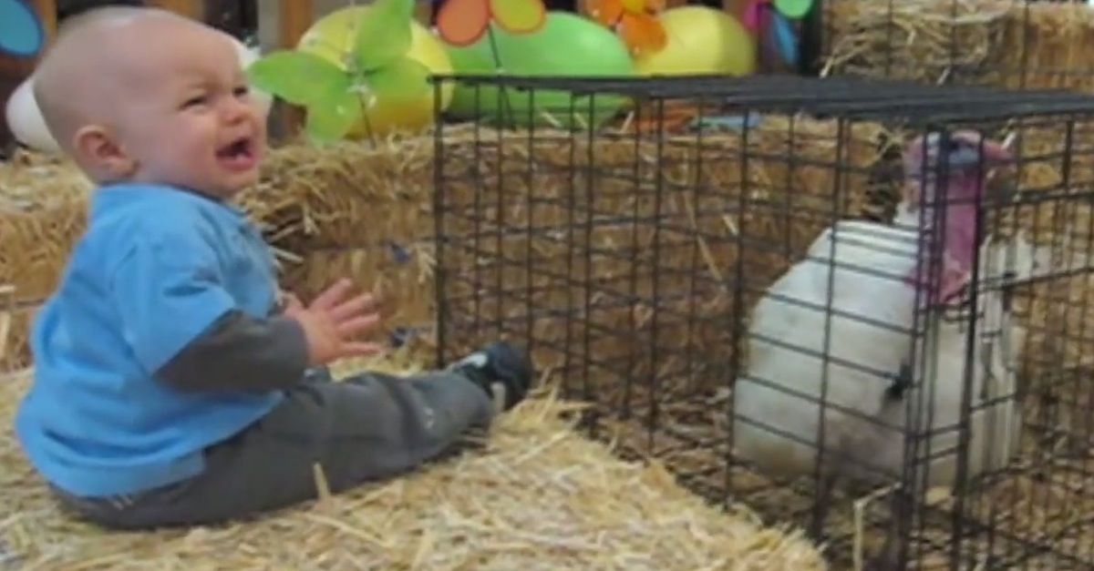 These Animals Might Look Cuddly...But Watch What Happens When People ...