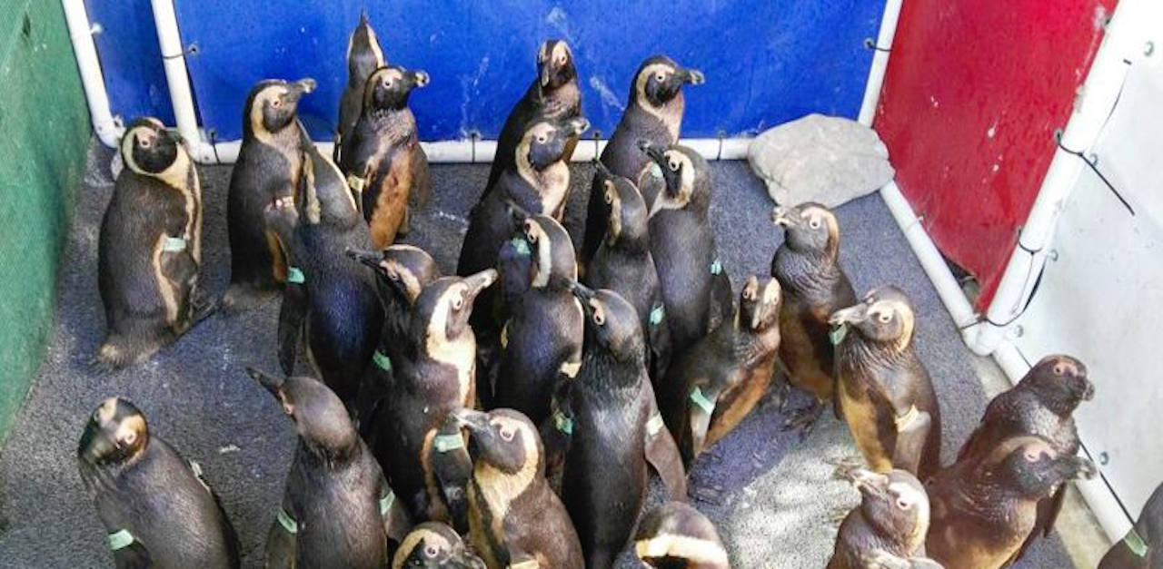 92 Penguins Drenched In Huge Oil Spill Finally Get The Bubble Bath They ...