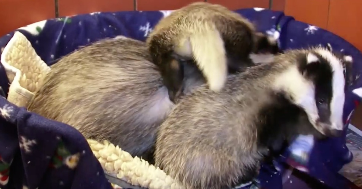 A Pile Of Tiny Babies Snuggle Up, But Watch What Happens When Lunch ...