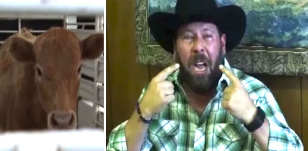 Cowboy Left In Hysterical Laughing Fit When He Accidentally Buys A Cow ...