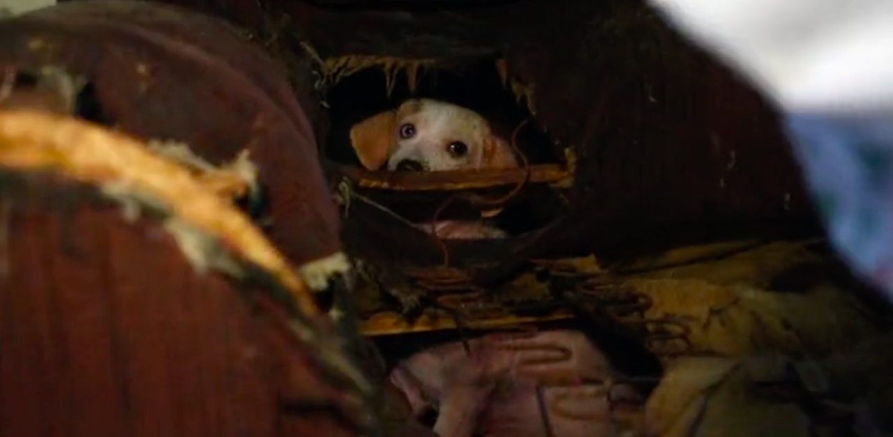 70 Animals Rescued From Awful Conditions Now Need New Homes ...