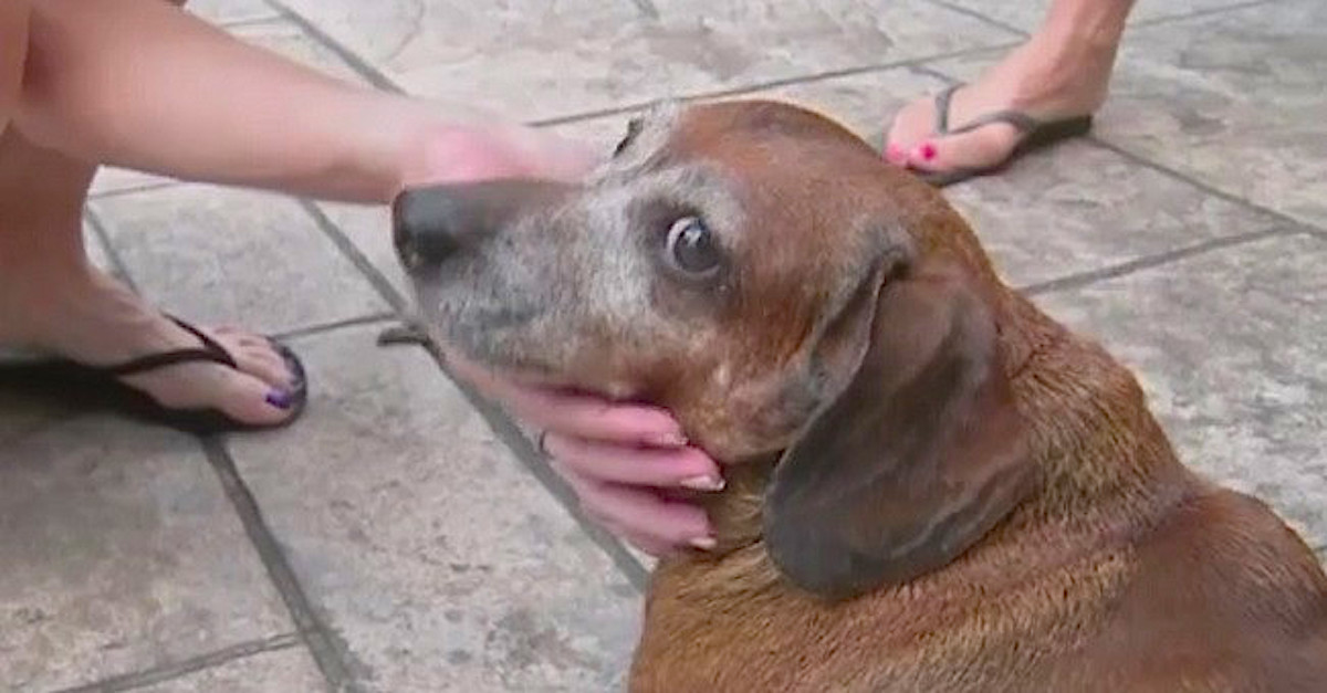 She Finds An Abandoned Dog. But When She Looks Closer? I Have NO Words ...