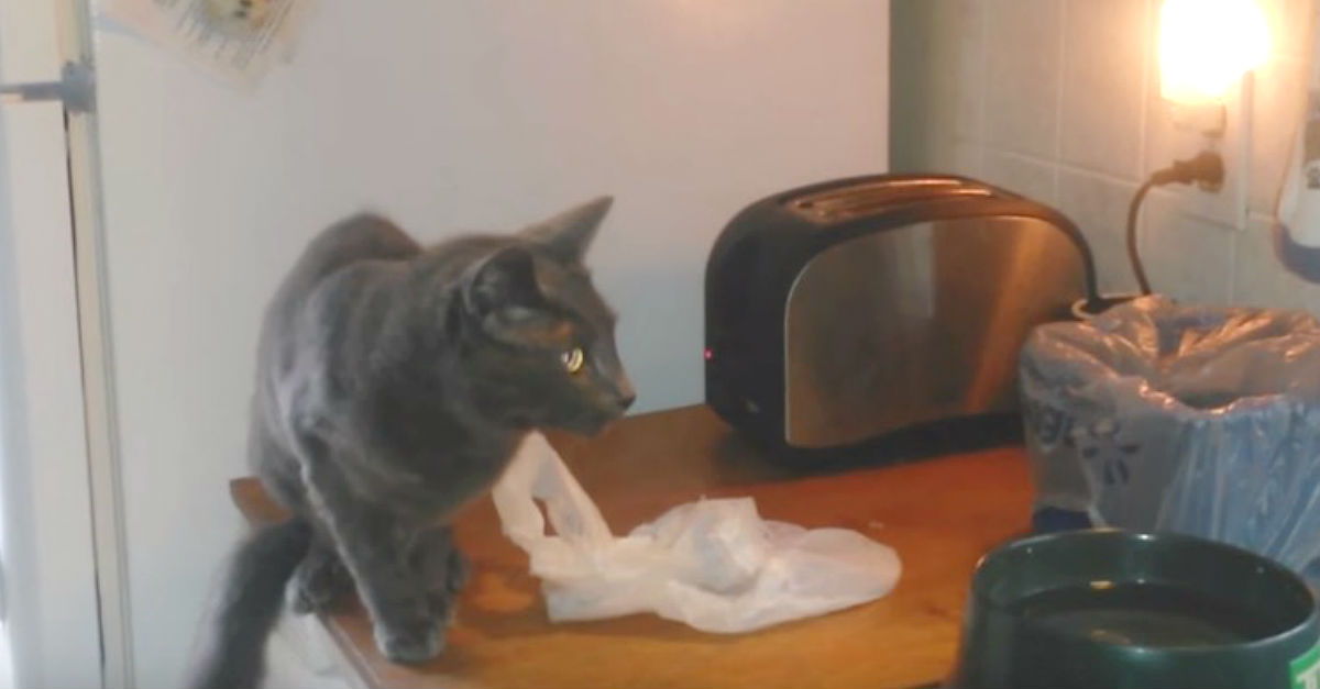 This Cat Is NOT Prepared For The Hilarious Wake Up Call His Owners Give ...