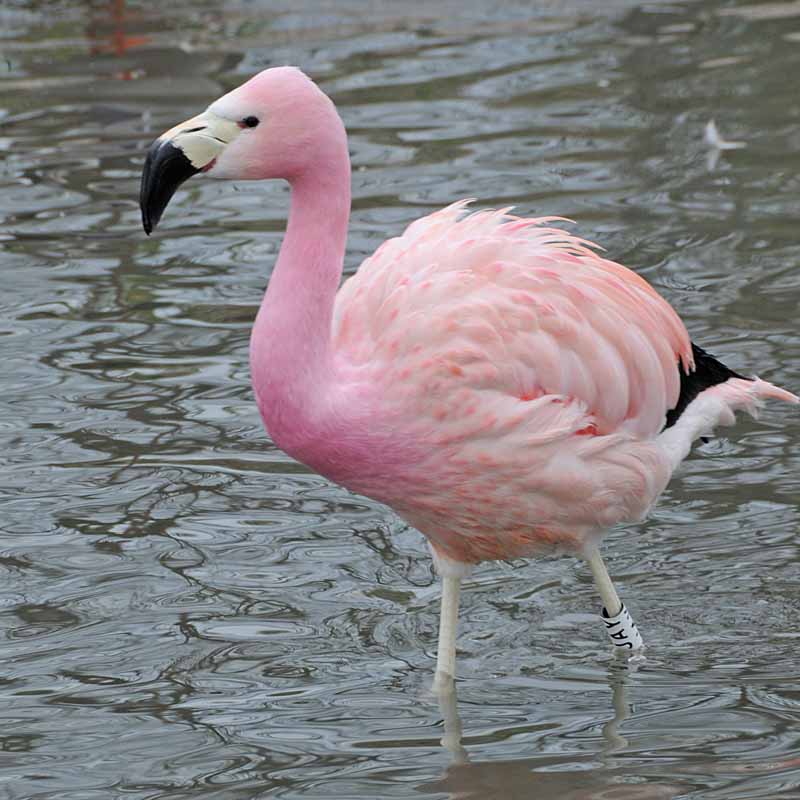 Check Out The Unexpected Animals Who Are Pretty And Precious In Pink ...