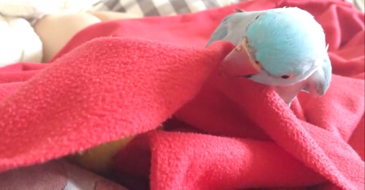 Blue Parrot Keeps Pulling Back The Blanket. Look Closer At Who’s ...