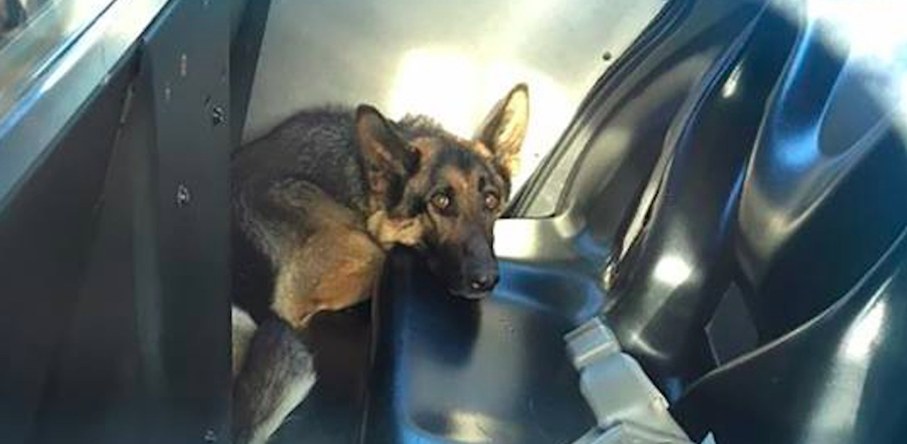 Drivers See A Lost Dog On The Highway, But 5 Weeks Later, Police Get ...