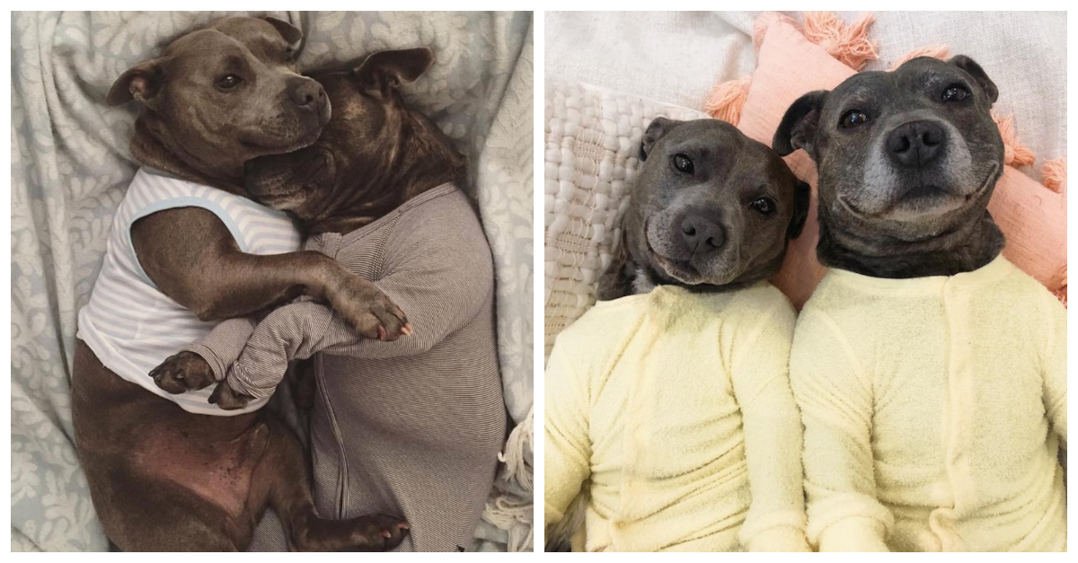 These Pajama-Wearing Staffordshire Terriers Are Too Cute For Words ...