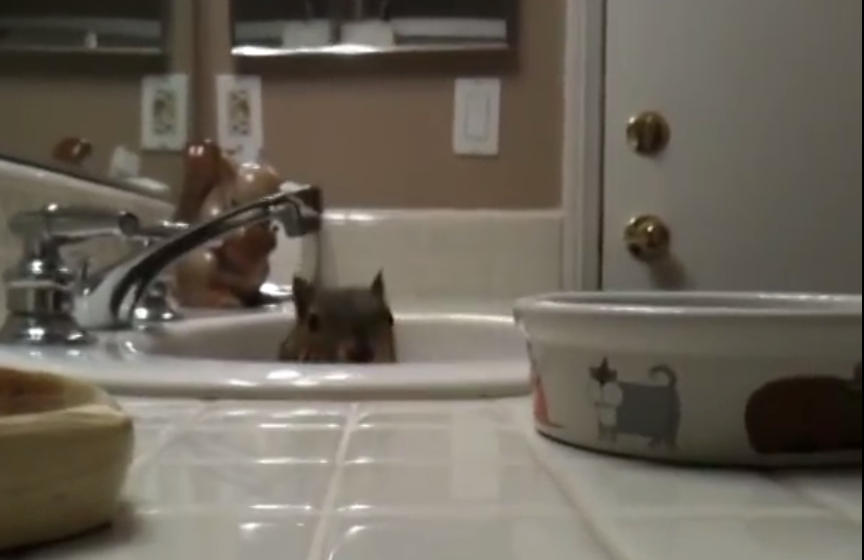I Can't Stop Laughing! I Came Home To A Squirrel Doing This In My Sink ...