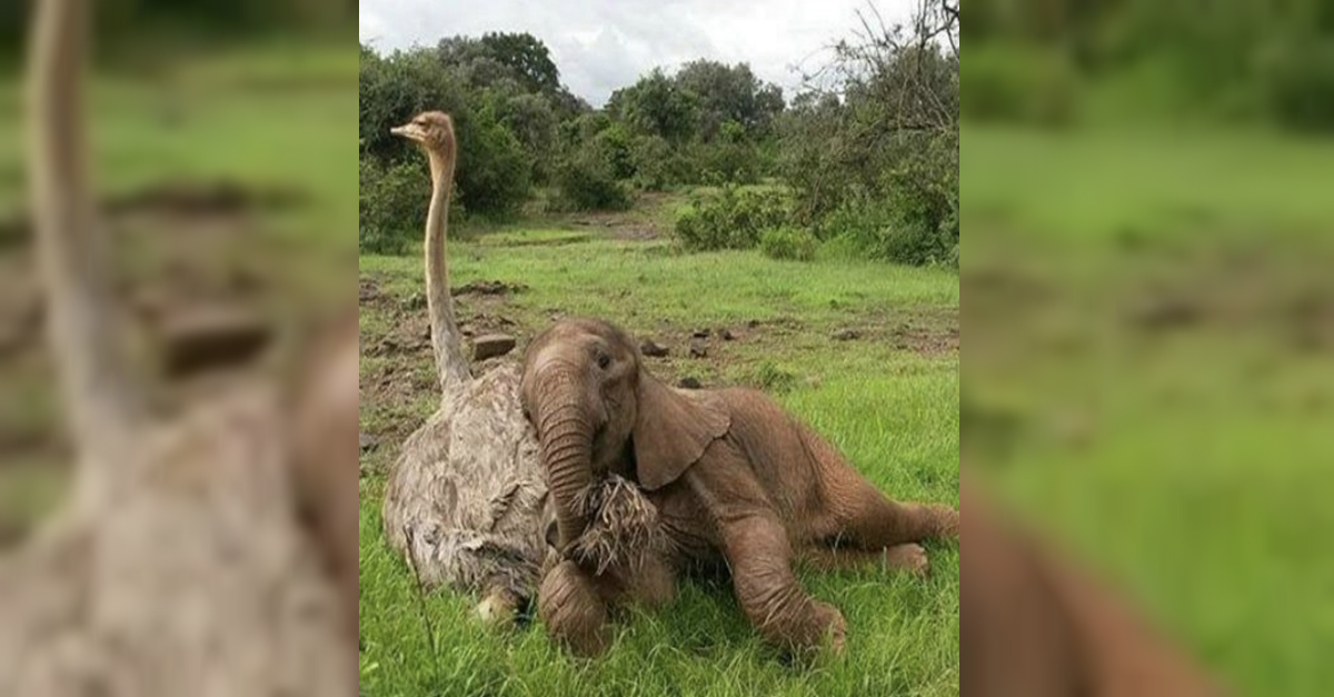Orphaned Baby Elephant Is Comforted By Cuddles From A Rescued Ostrich ...