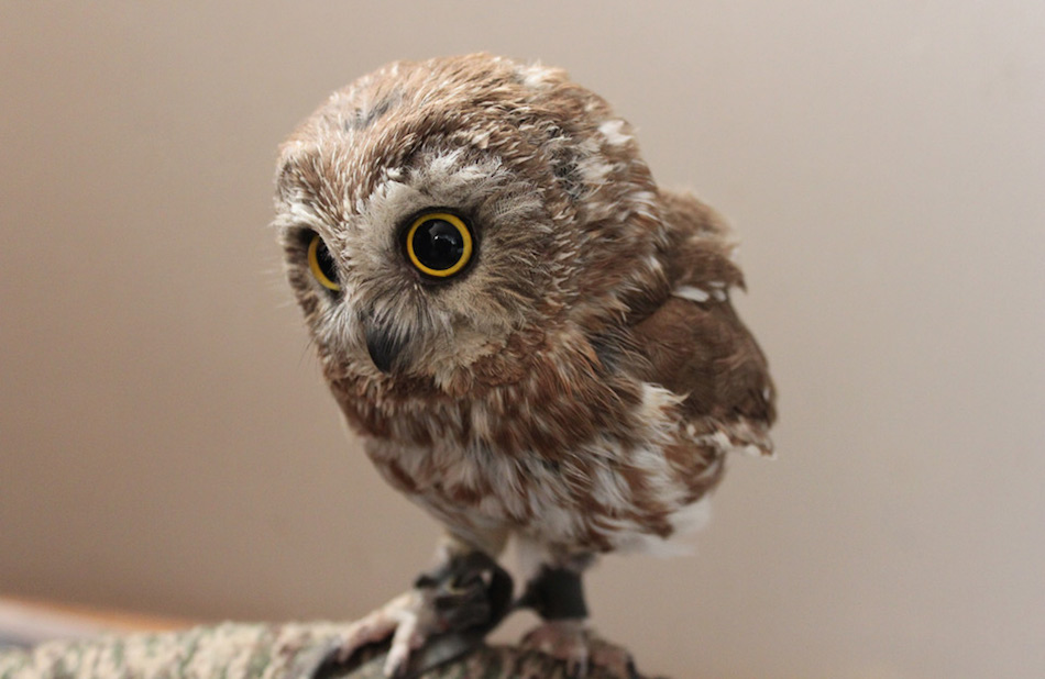 10 Fascinating Facts About Baby Owls | LittleThings.com
