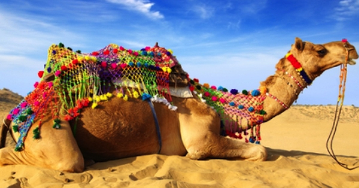 9 Shocking Animal Myths That You ALWAYS Thought Were True...Debunked ...