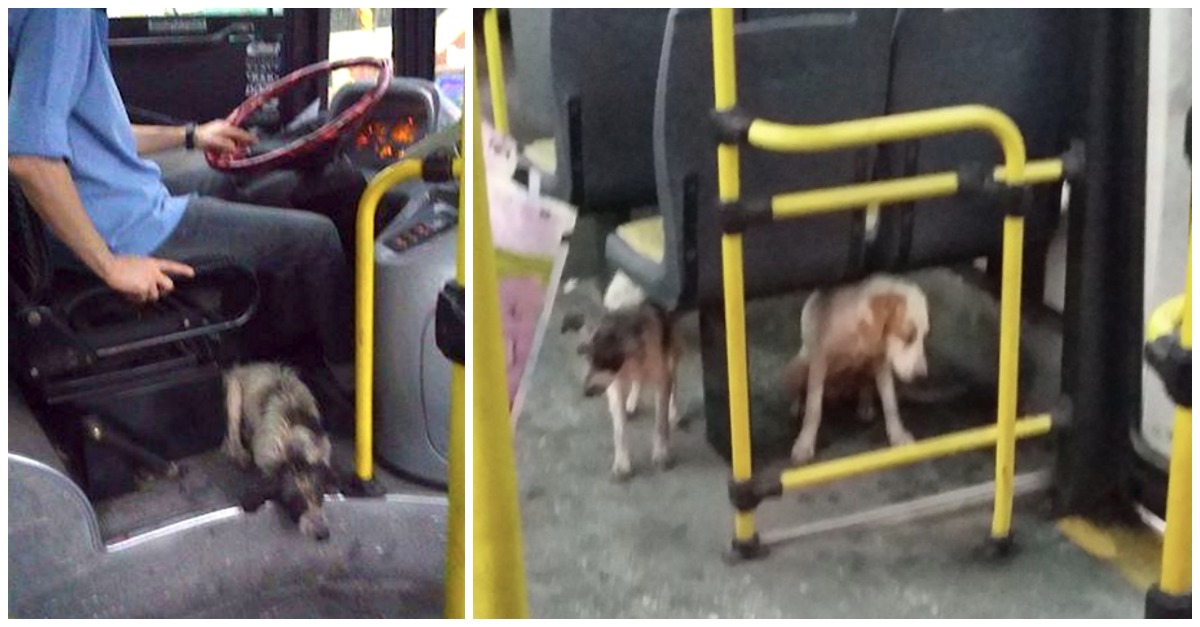 Bus Driver Brings Stray Dogs On Board During Storm | LittleThings.com