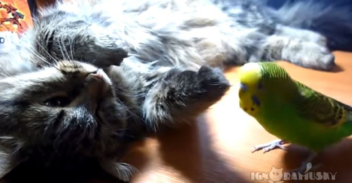 I Have *NEVER* Seen A Cat And Bird Interact Like This! This Is Amazing ...