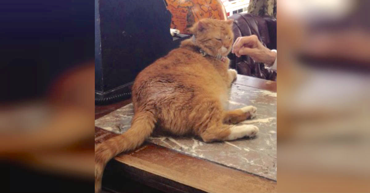 Old Rescue Cat Had A 'Nasty Attitude.' When SHE Walked In, Everything ...