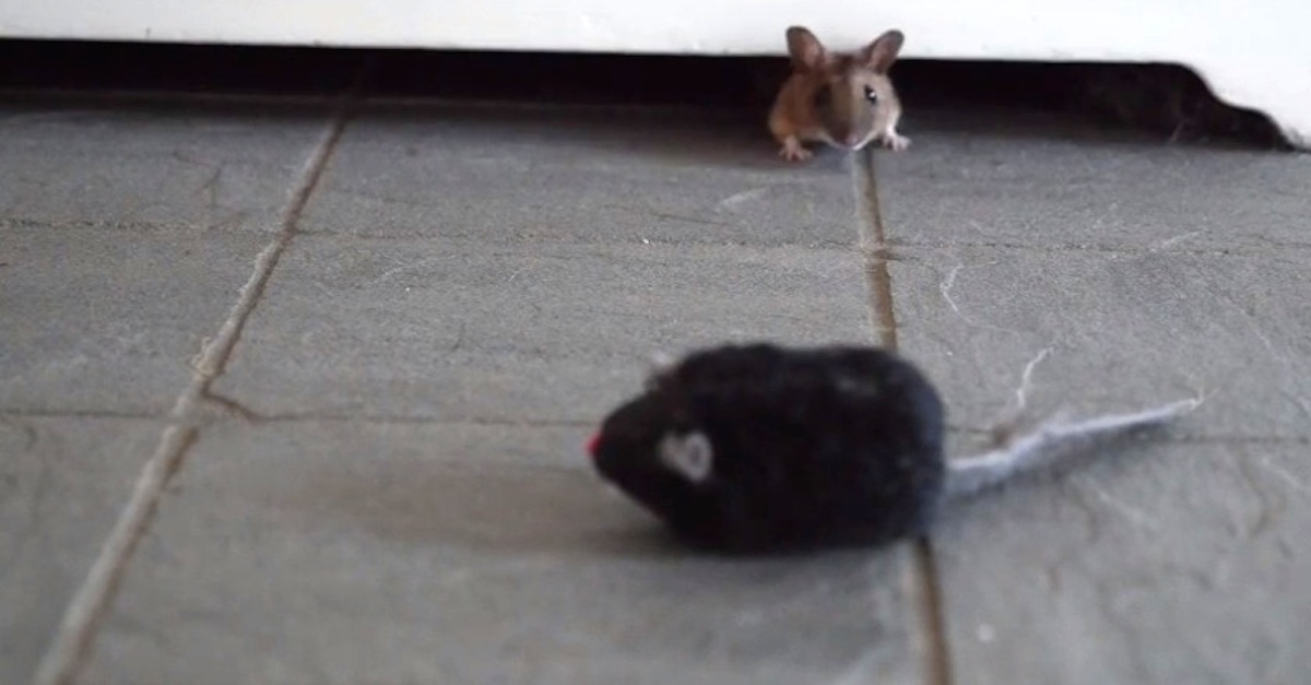 He Leaves A Camera On The Ground. Now Watch What The Mouse Does ...