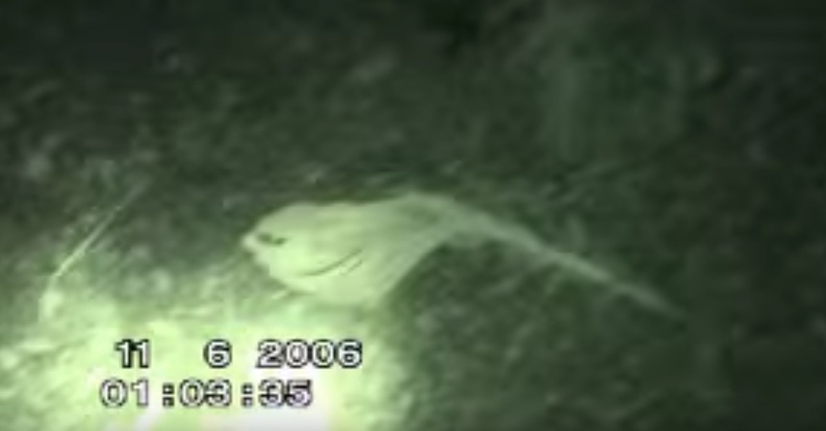 They Spot A Strange Feather Deep In A Remote Forest. Where It Leads ...