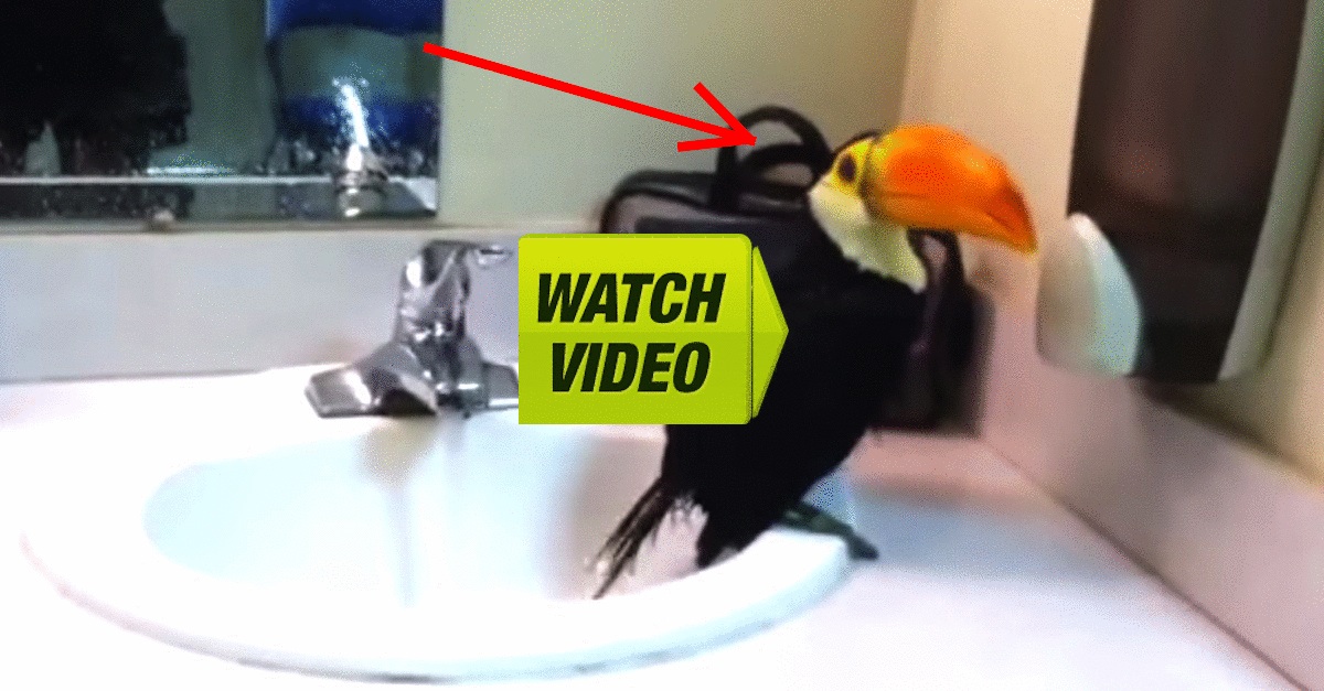 This Brave Toucan Boldly Took A Bath Where No Toucan Has Bathed Before ...