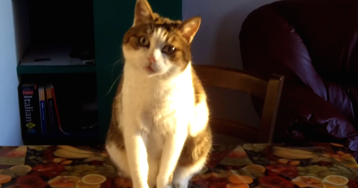 Here's Hilariously Awesome Proof That Cats Understand Human Speech. HA ...