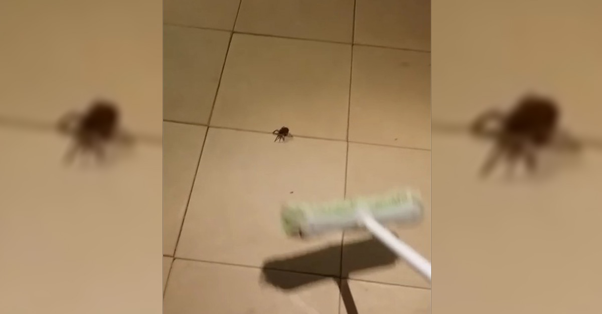This Video Of A Spider Has Gone Viral For One HIGHLY Disturbing Reason ...