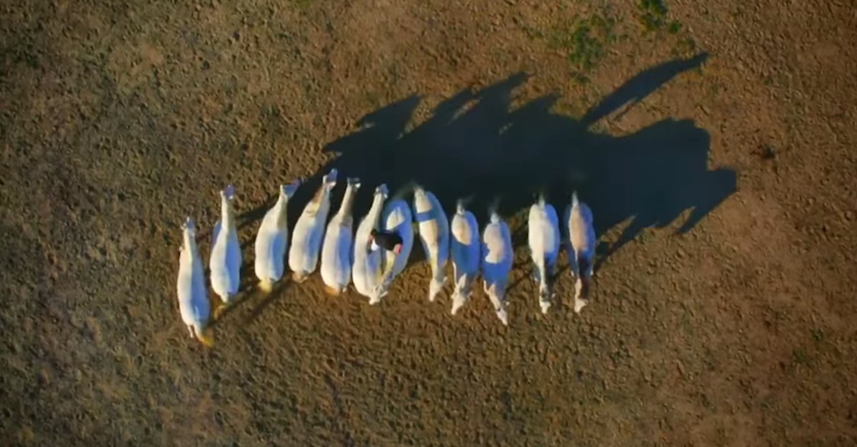 12 Horses Form A Straight Line And Wait. When 1 Man Does THIS ...