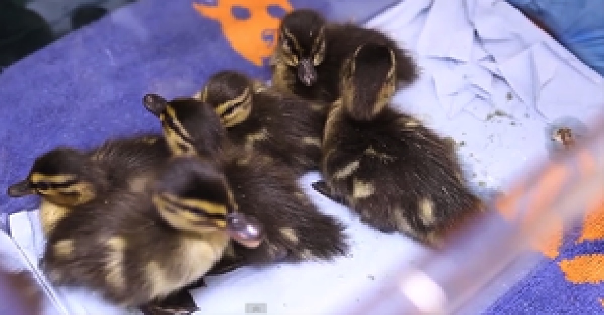 They Thought These Rescued Ducklings Lost Their Mother Forever - Then A ...