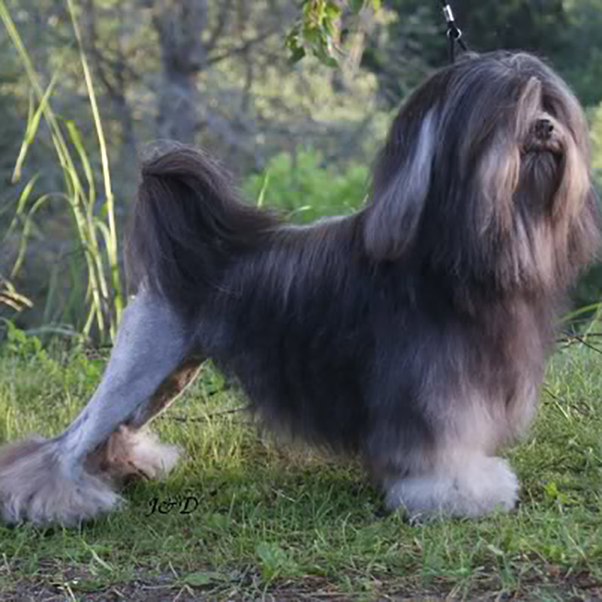 Check Out These Hypoallergenic Dogs: 28 Dogs That Don’t Shed ...