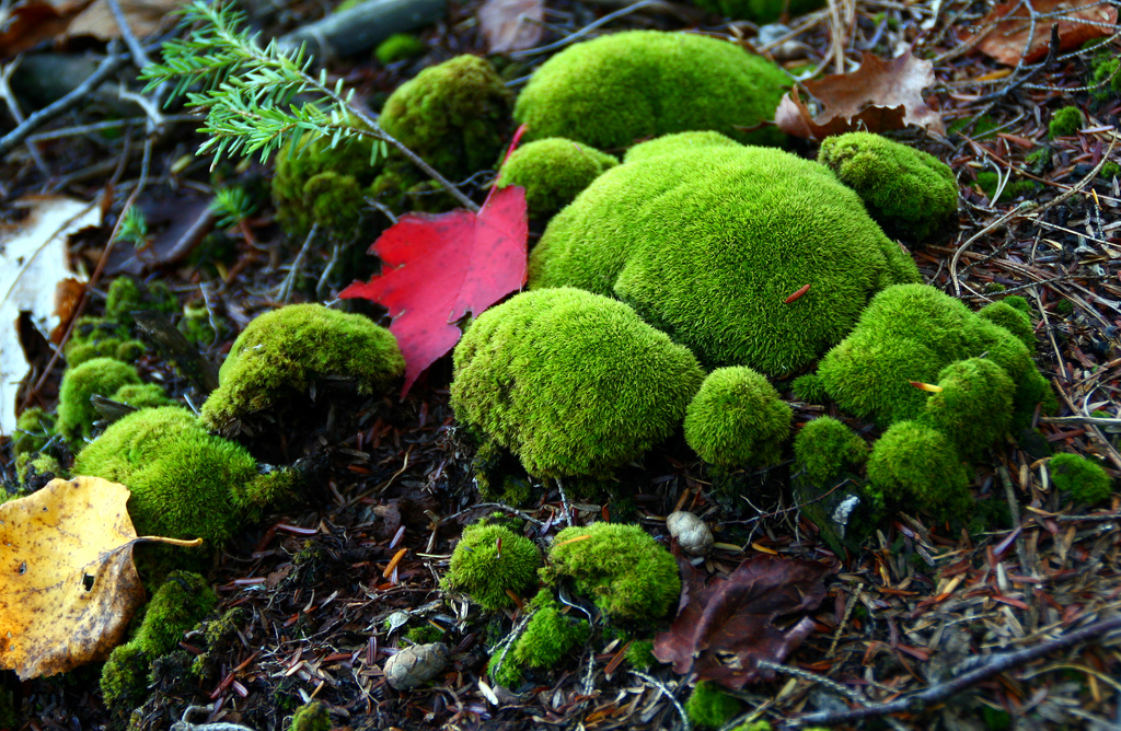 11 Things Used As Diapers Throughout History | LittleThings.com