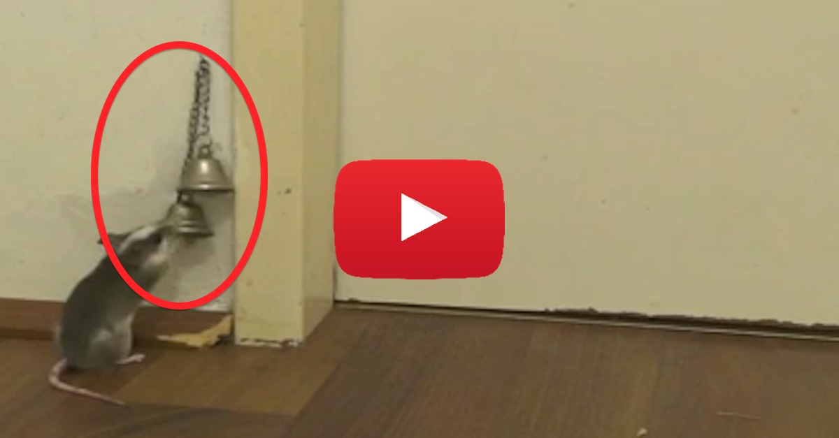 I've Never Wanted A Pet Mouse Before, Until I Saw THIS - SO CUTE ...