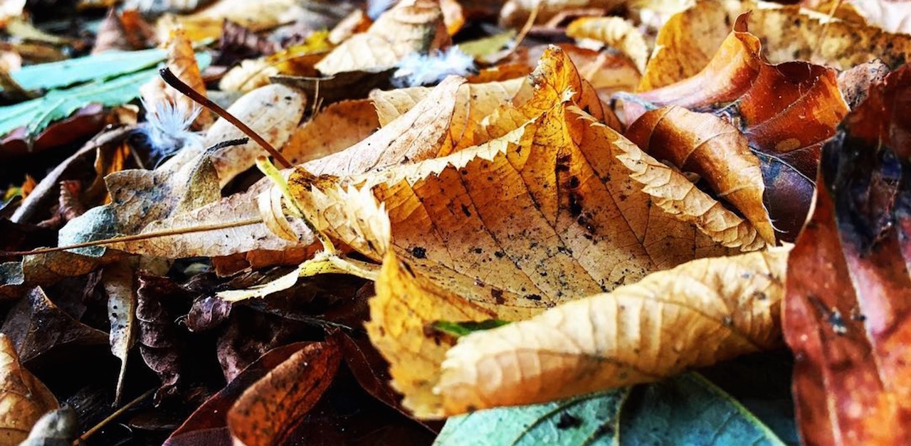 Experts Warn That Your Leaf Piles Might Contain Many Unseen Dangers ...