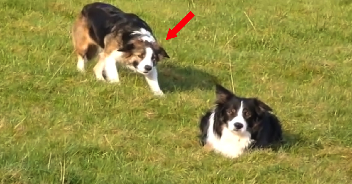 Border Collie Attempts The Most EPIC Attack On His Brother. At 1:35, I ...