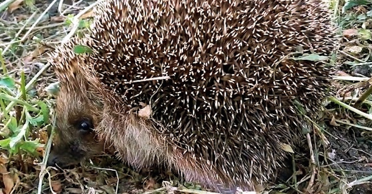 Hedgehog Stays Perfectly Still When A Man Approaches, But Watch Her ...
