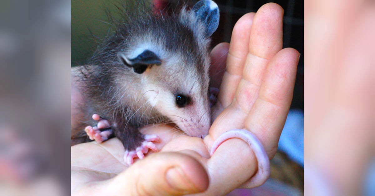 10 Facts About Possums That Will Make You Love Them | LittleThings.com