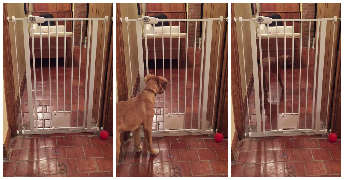 He Set Up A Camera To See How His Dog Kept Escaping The Pet Gate. What ...