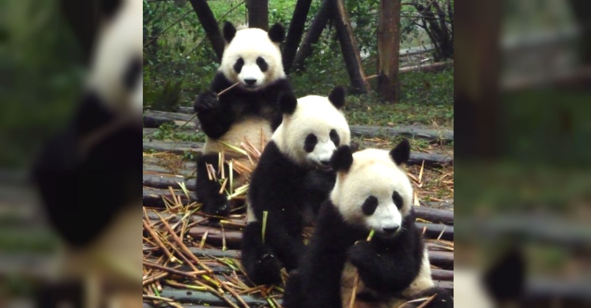 BREAKING: The Giant Panda Has Been Removed From The Endangered Species ...