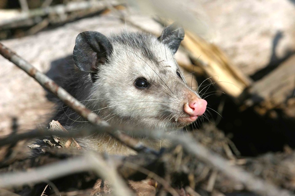 10 Facts About Possums That Will Make You Love Them | LittleThings.com