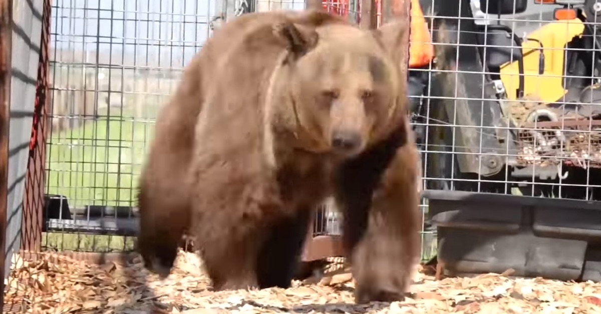 Rescued Bear Steps Into Freedom For The First Time. But Watch Who Pops ...