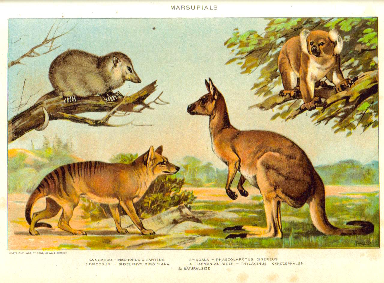 10 Facts About Possums That Will Make You Love Them | LittleThings.com