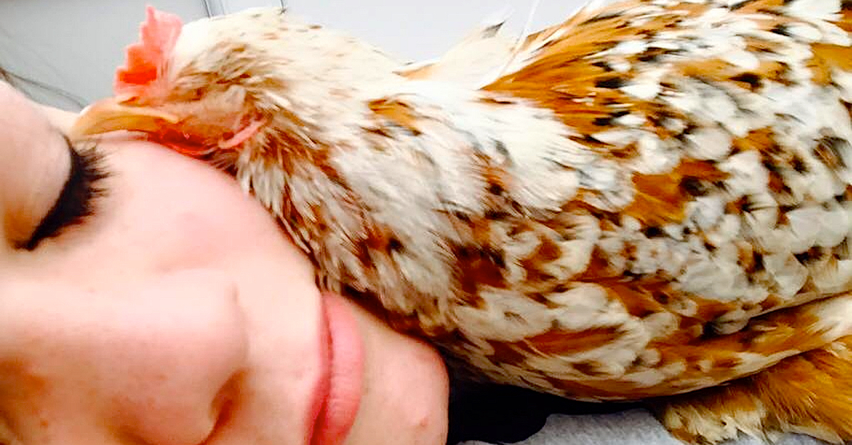 Her Egg Begins To Hatch. But When She Sees The New Chick's Face? WHOA ...