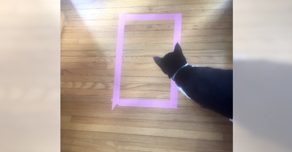 Mom Puts Square Of Tape On Floor For Funny Cat Trick | LittleThings.com