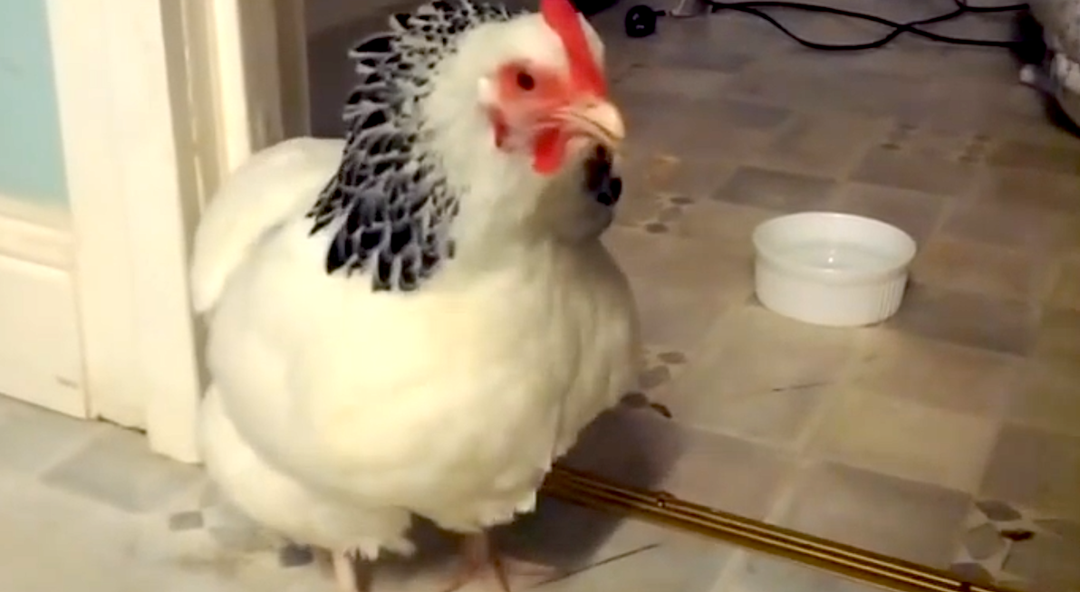 Have You Ever Heard A Chicken Sneeze Before? Watch This! | LittleThings.com