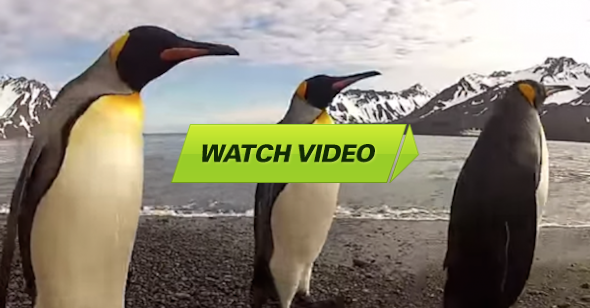 You Know You Want To See This Penguin Dance-Off! HYSTERICAL ...