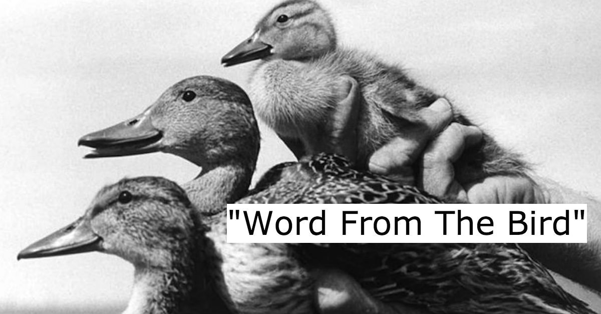 1950s Slang: 15 Words And Phrases That We Should Bring Back ...
