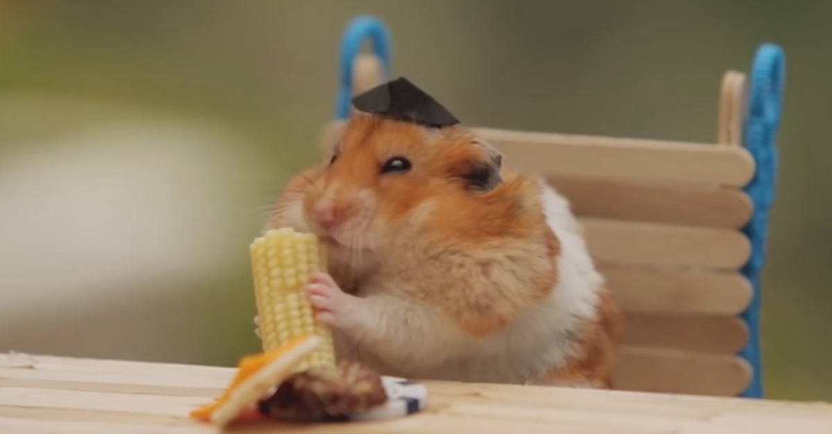 Tiny Hamster Given Corn On The Cob. His Reaction? Priceless ...