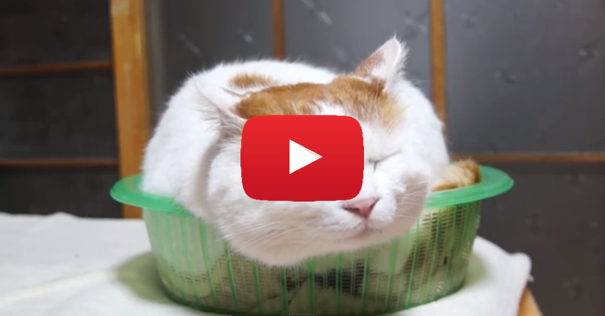 This Napping Cat Just Got The BEST Surprise Ever, And It Completely ...