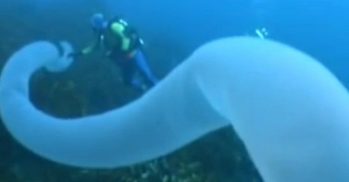 When You See What's Approaching This Diver, You'll Scream ...