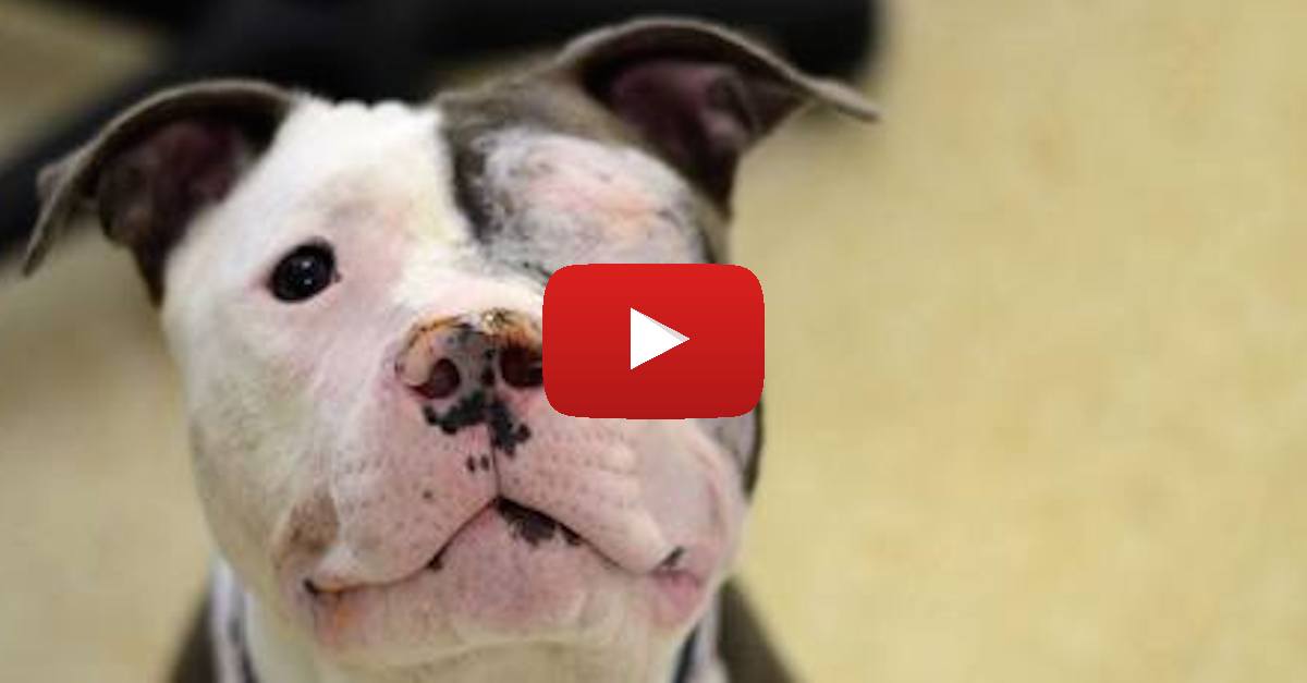 How A One-Eyed Pit Bull Made Her Mark On The World Before She Died. I'm ...