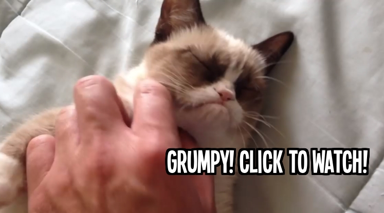 The Original Grumpy Cat! His Reactions To Being Pet Are Ridiculous ...