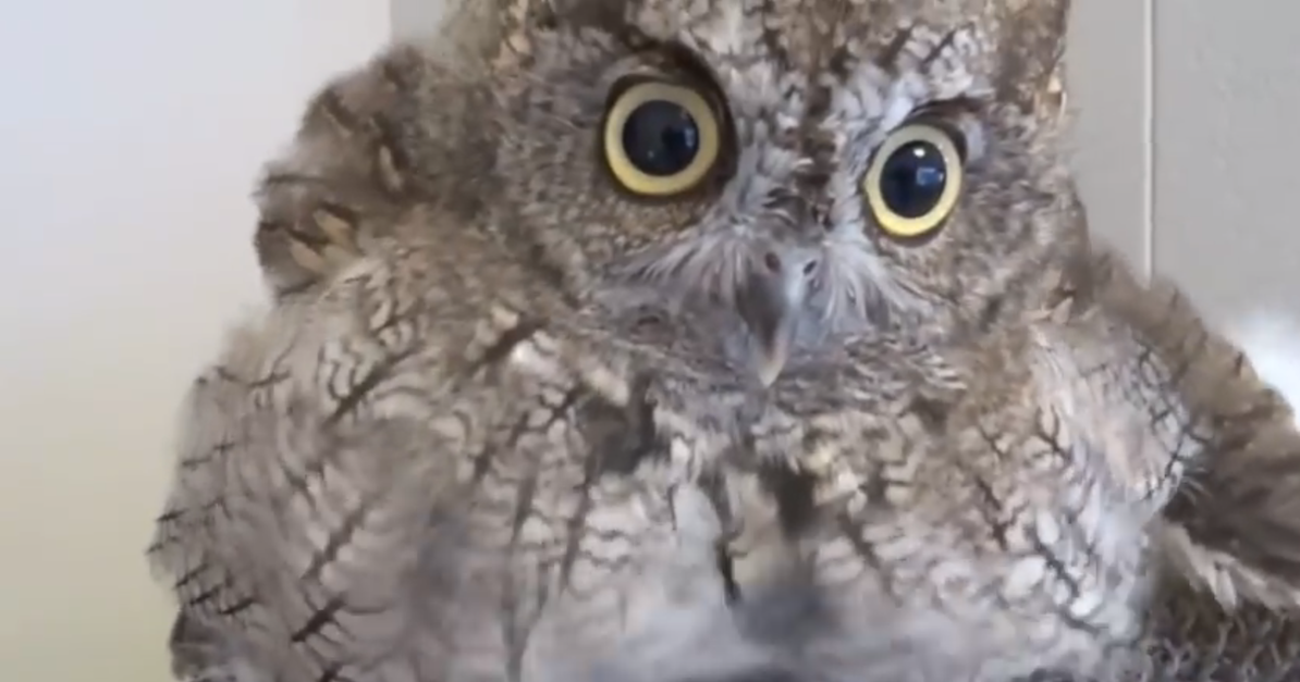 Adorable Owl Gets His First Bath And Blowdry! ADORABLE!! | LittleThings.com
