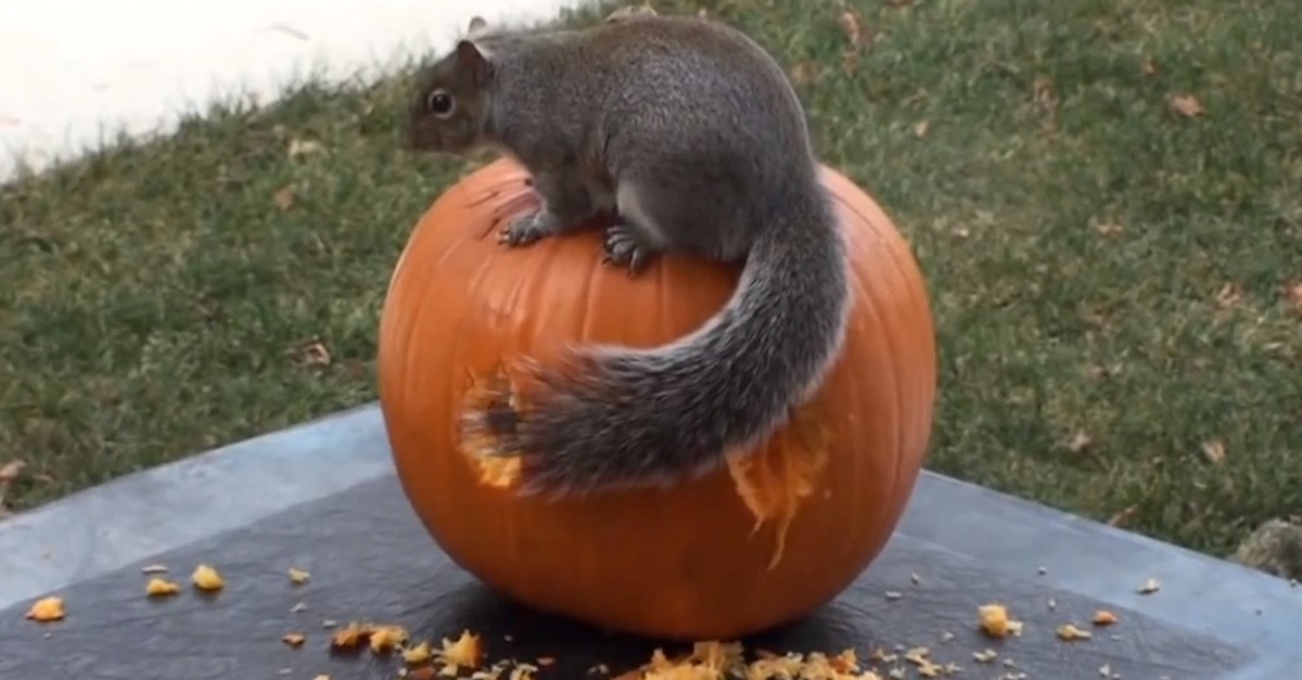 A Camera Catches Squirrels Destroying A Pumpkin In The BEST Way Ever ...